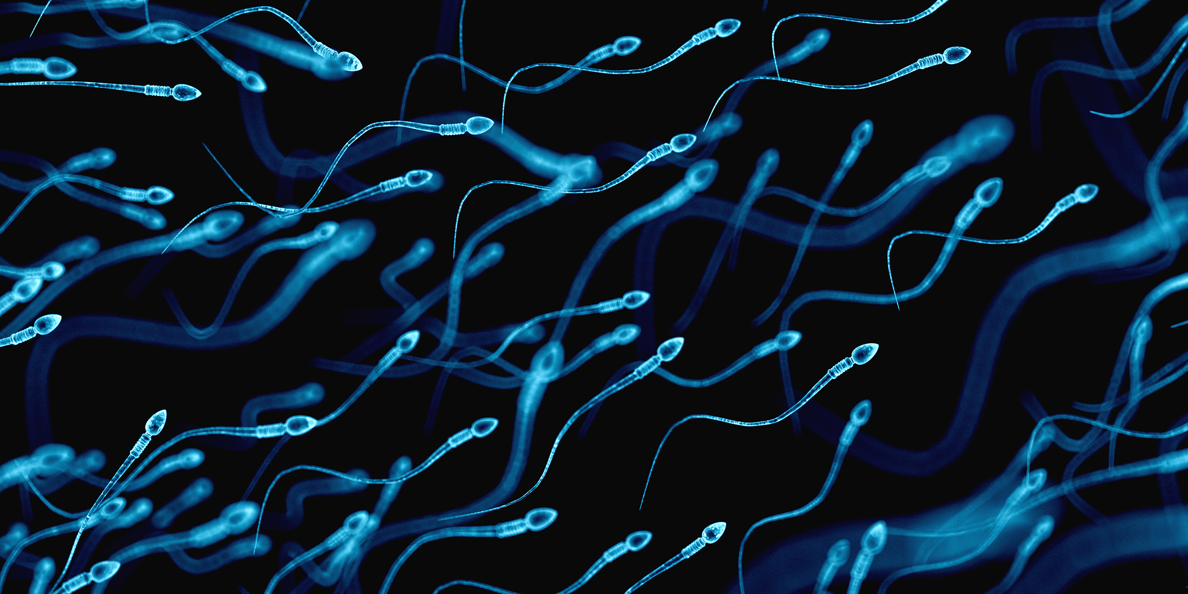 In search of the ideal sperm cell - OsloMet