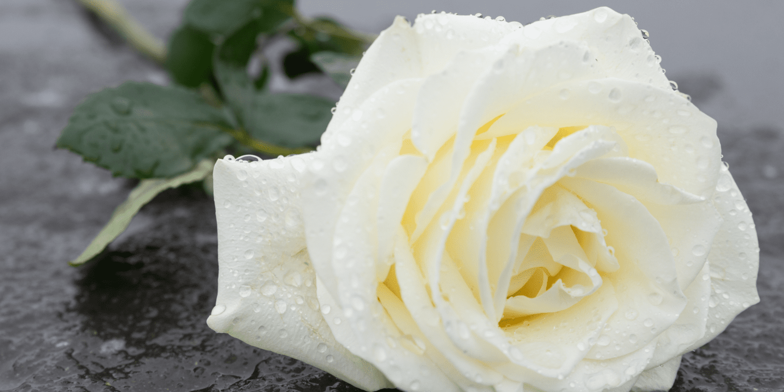 Ottar Brox til minne - OsloMet